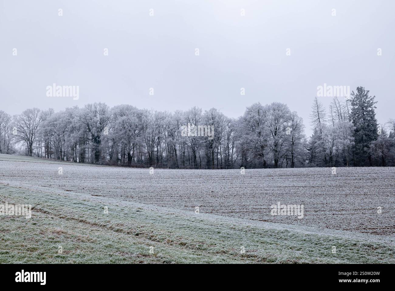 Winterliche Landschaft mit Raureif 29.12.24, Selters: Symbolfoto ...