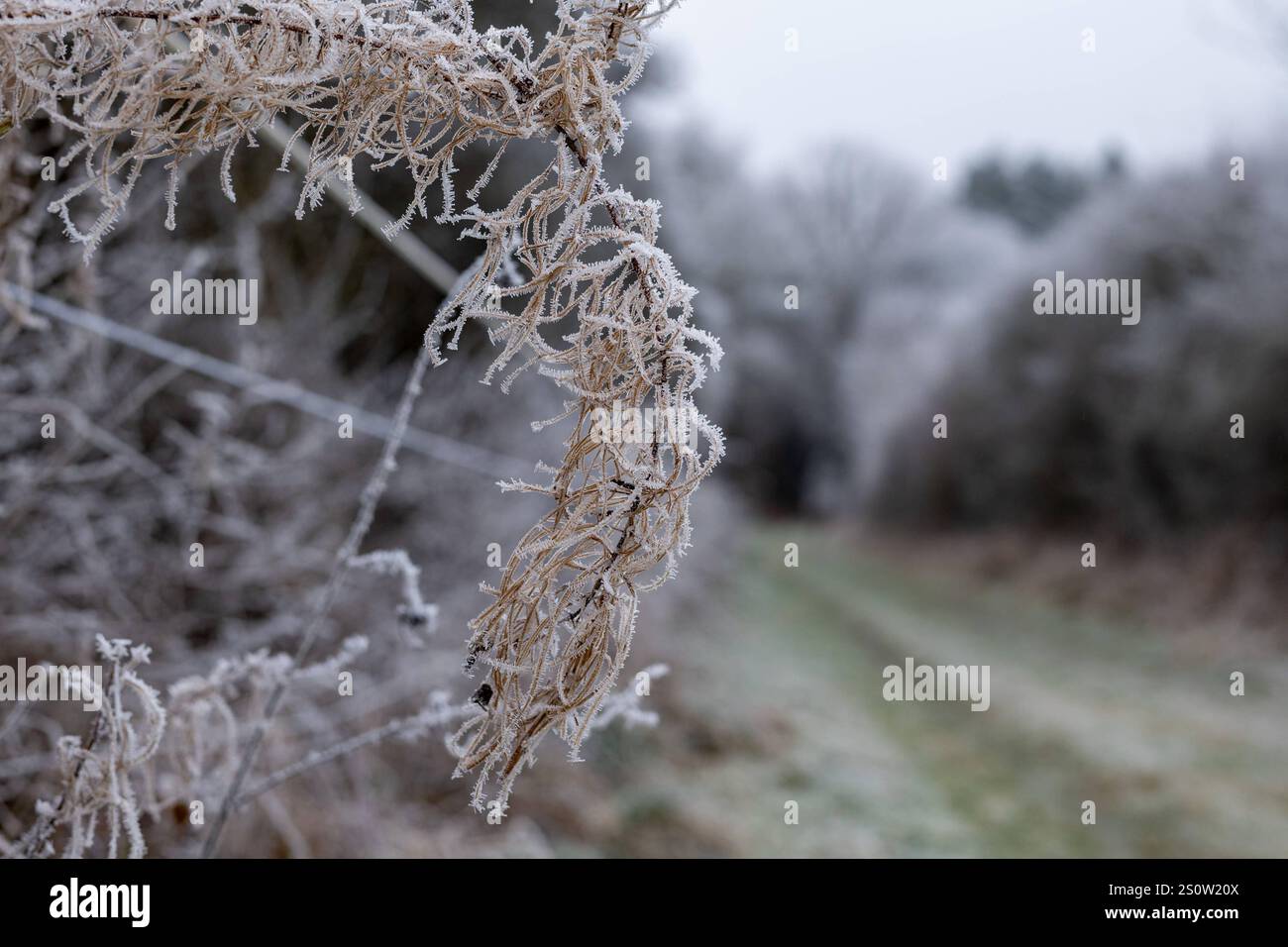 Frostige Zweige im Winter 29.12.24, Selters: Symbolfoto ...
