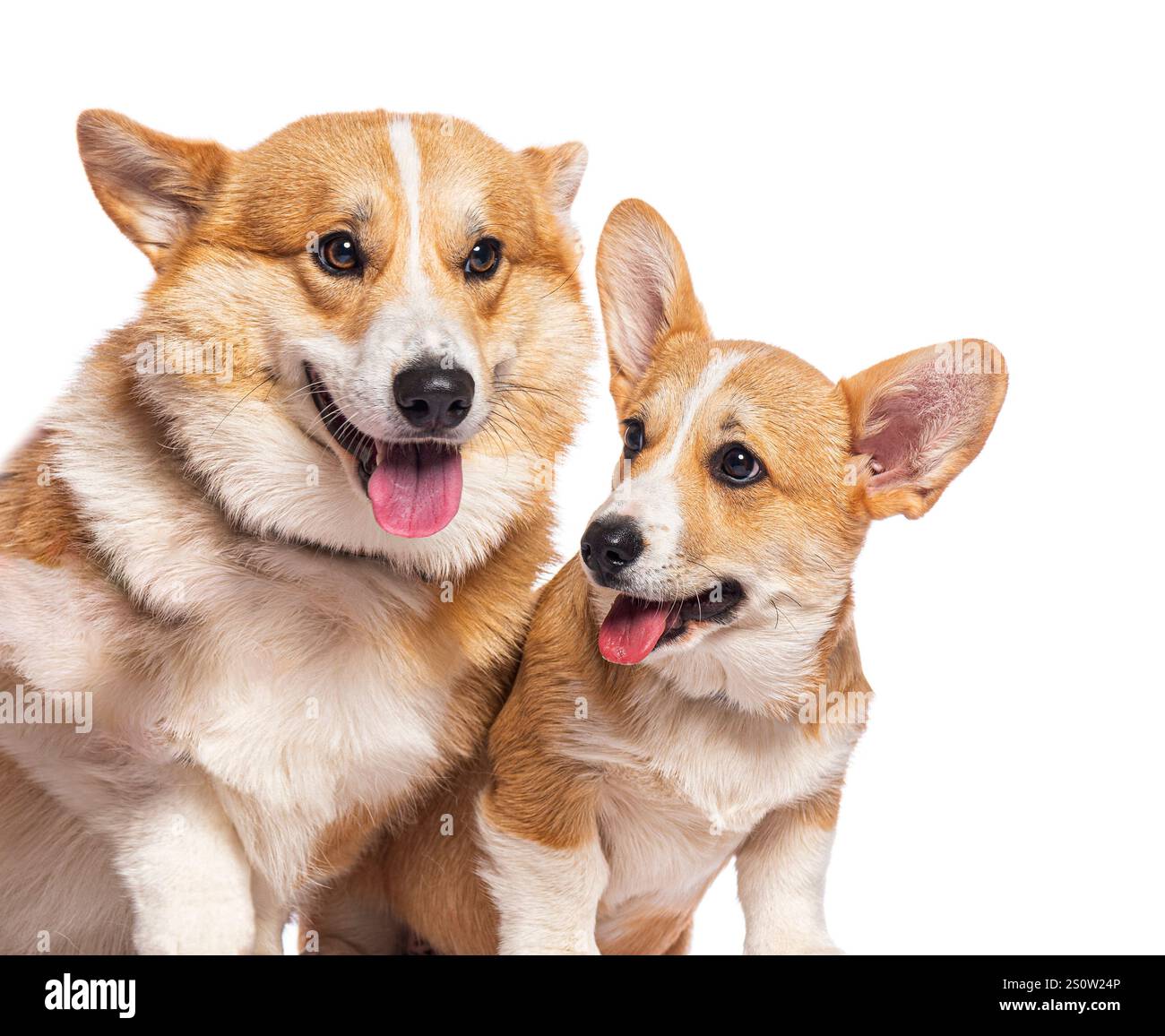 Happy adult welsh corgi pembroke and its puppy panting, sticking out ...