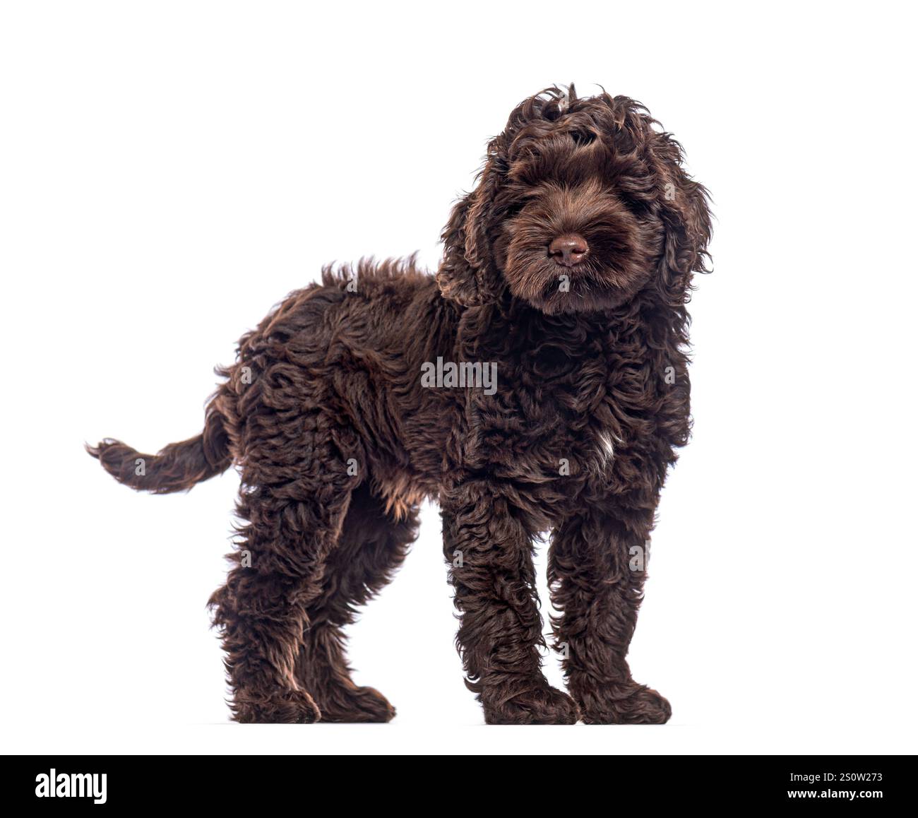 Charming brown Australian Labradoodle puppy standing and looking ...