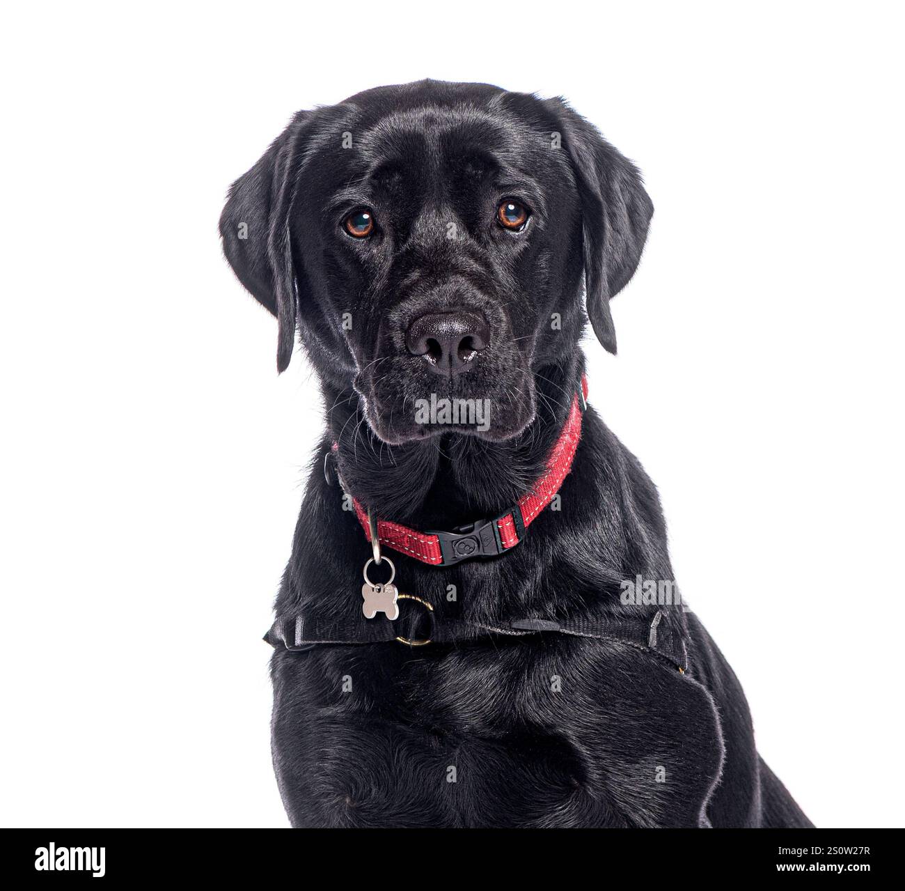 Studio portrait of adorable black labrador retriever dog wearing red ...