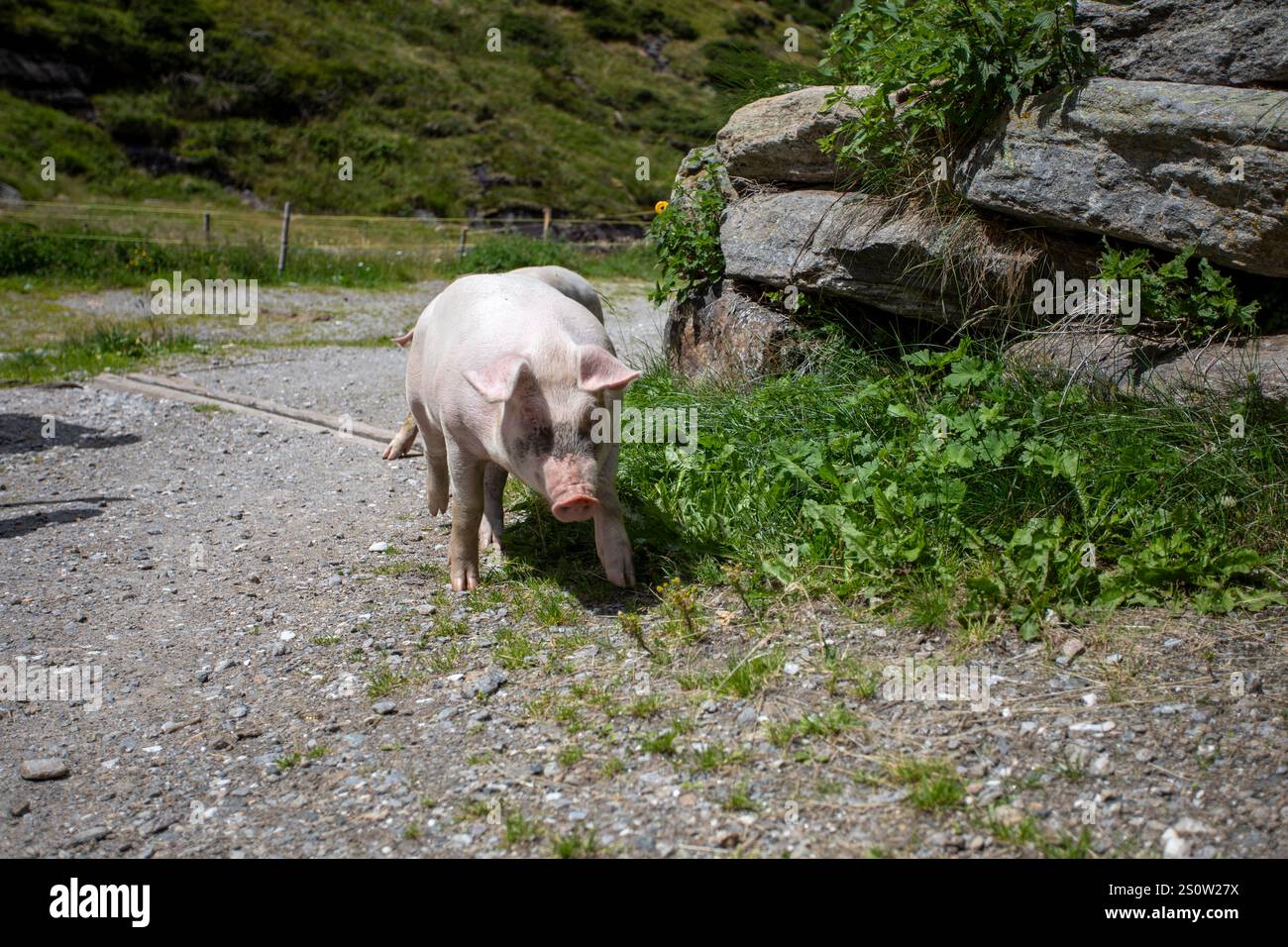 Alpine landscape with free-roaming pigs enjoying a summer meadow ...