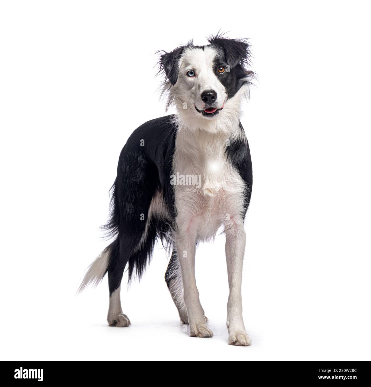 Border collie standing and panting, showing its heterochromia, on a ...