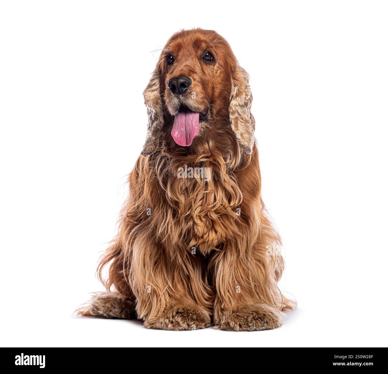 Red english cocker spaniel sitting on white background, panting and ...