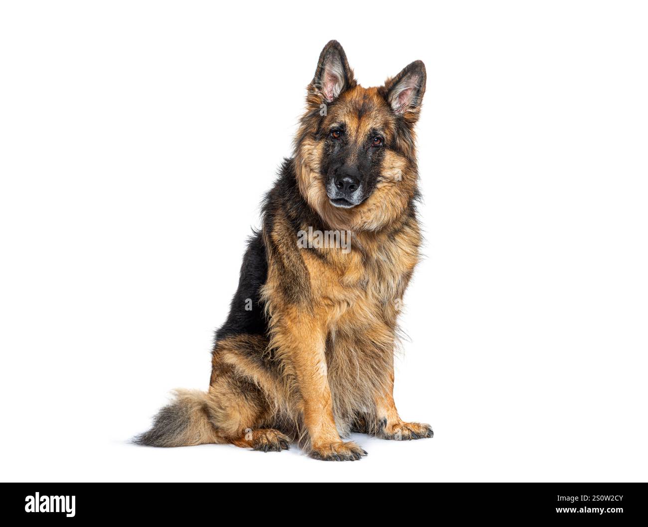 Long haired german shepherd sitting and looking at camera isolated on ...