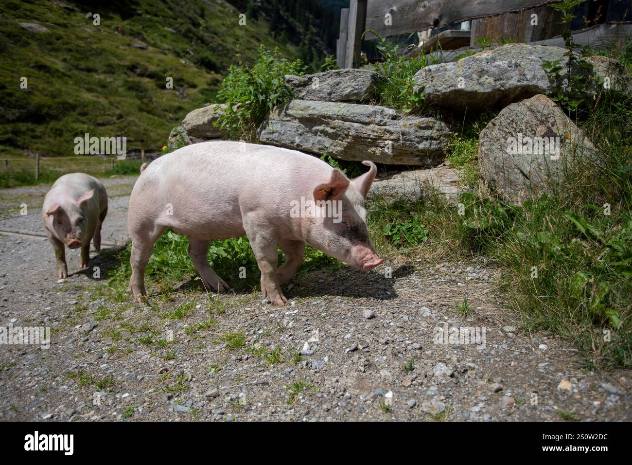 Alpine landscape with free-roaming pigs enjoying a summer meadow ...