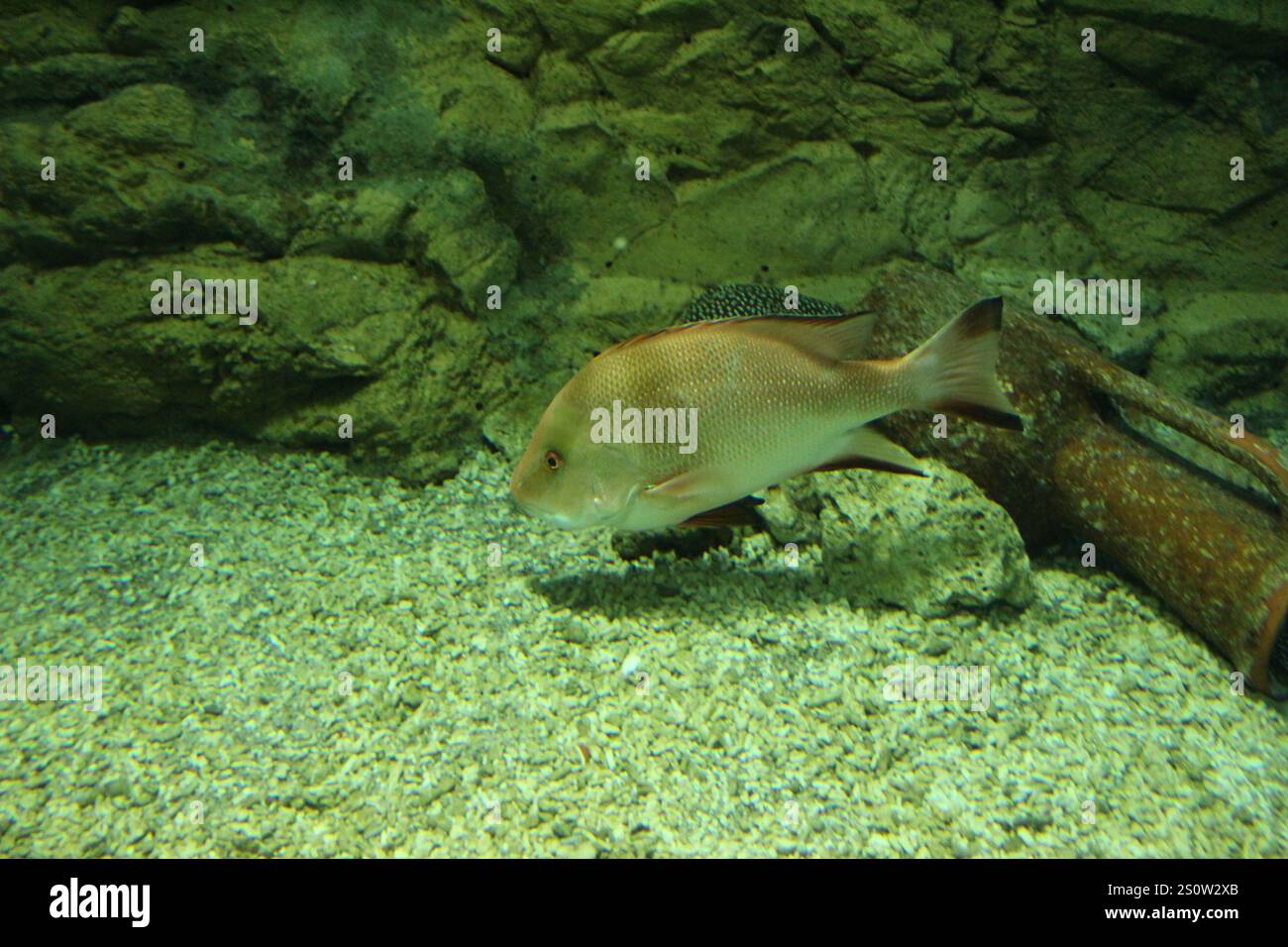 Lutjanus rivulatus at the bottom of the aquarium side view Fish in the ...
