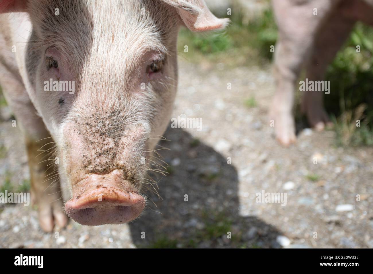 Alpine landscape with free-roaming pigs enjoying a summer meadow ...