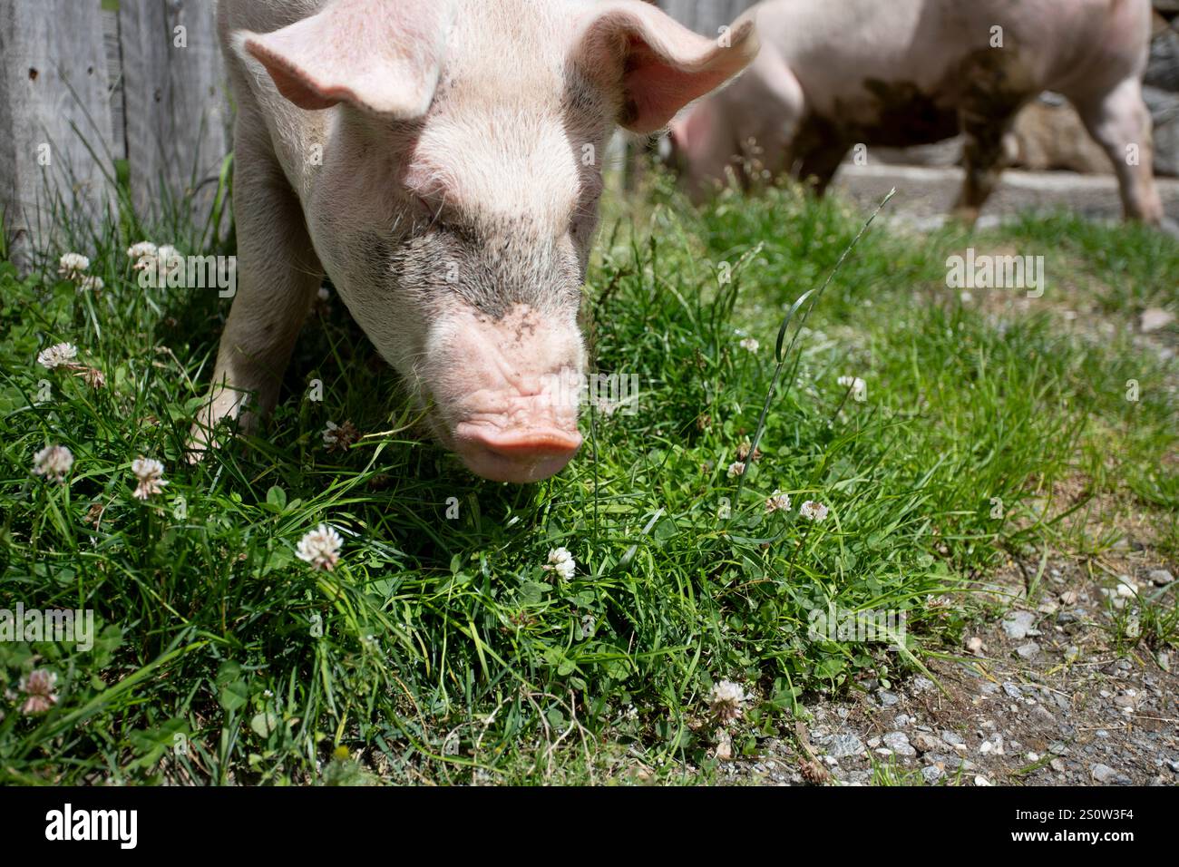 Alpine landscape with free-roaming pigs enjoying a summer meadow ...
