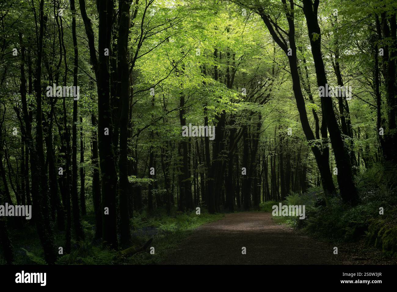Lush green forest path surrounded by tall trees during daylight Stock ...