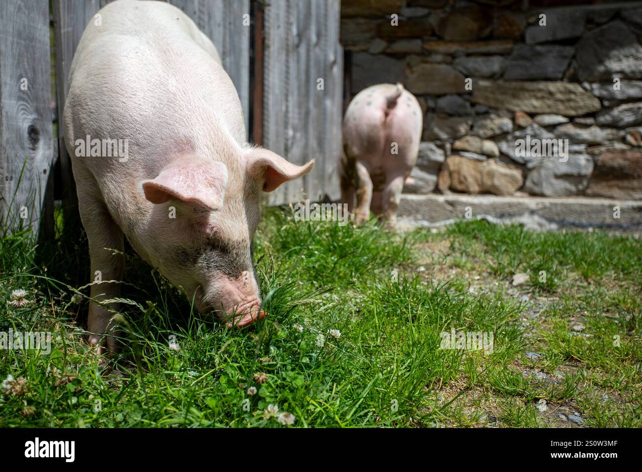 Alpine landscape with free-roaming pigs enjoying a summer meadow ...