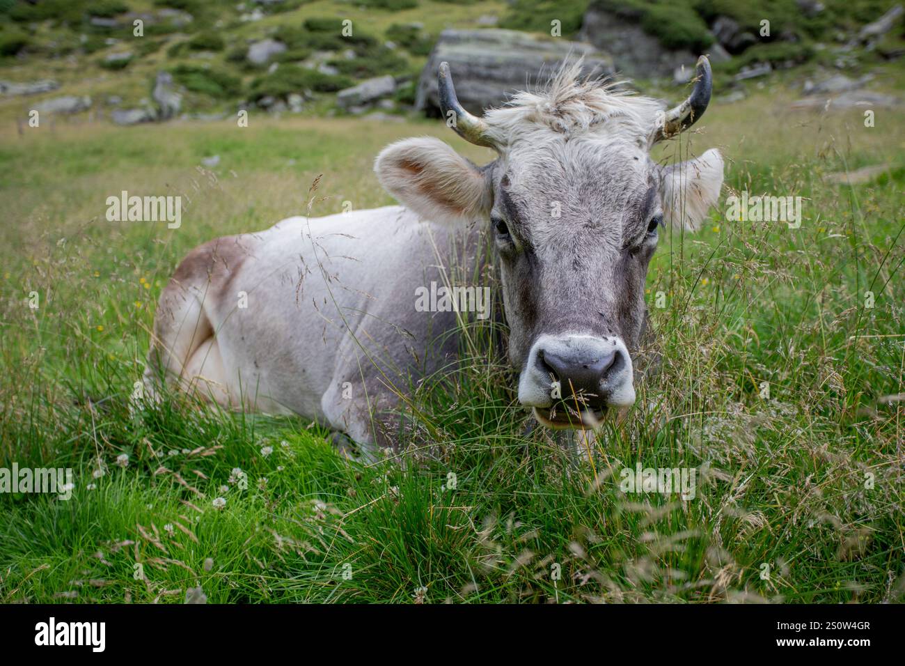 Happy cows grazing in the summer mountains of the Alps, enjoying the ...
