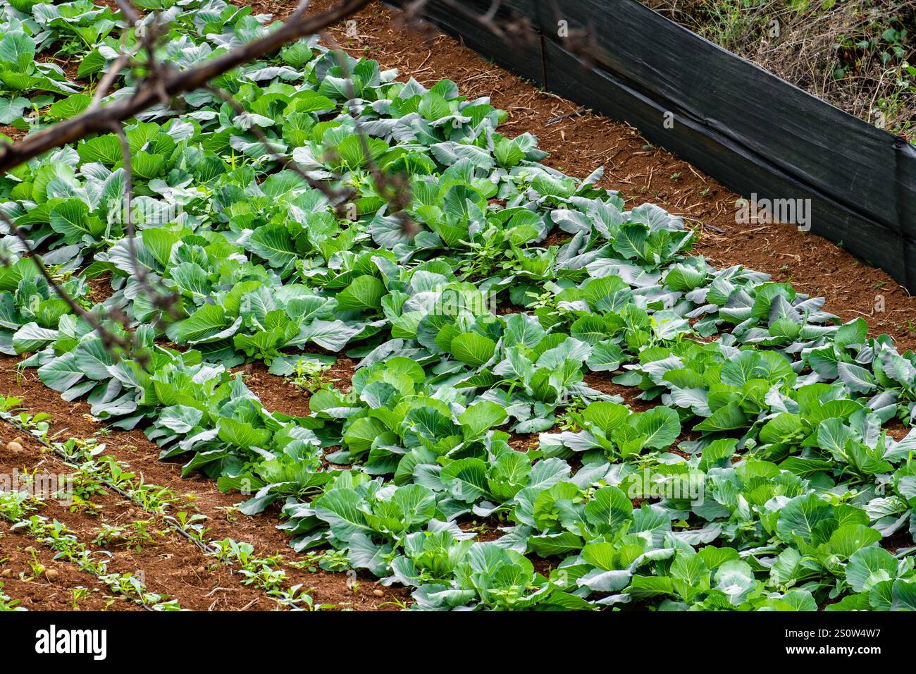 A field of green vegetables including broccoli and lettuce. The ...