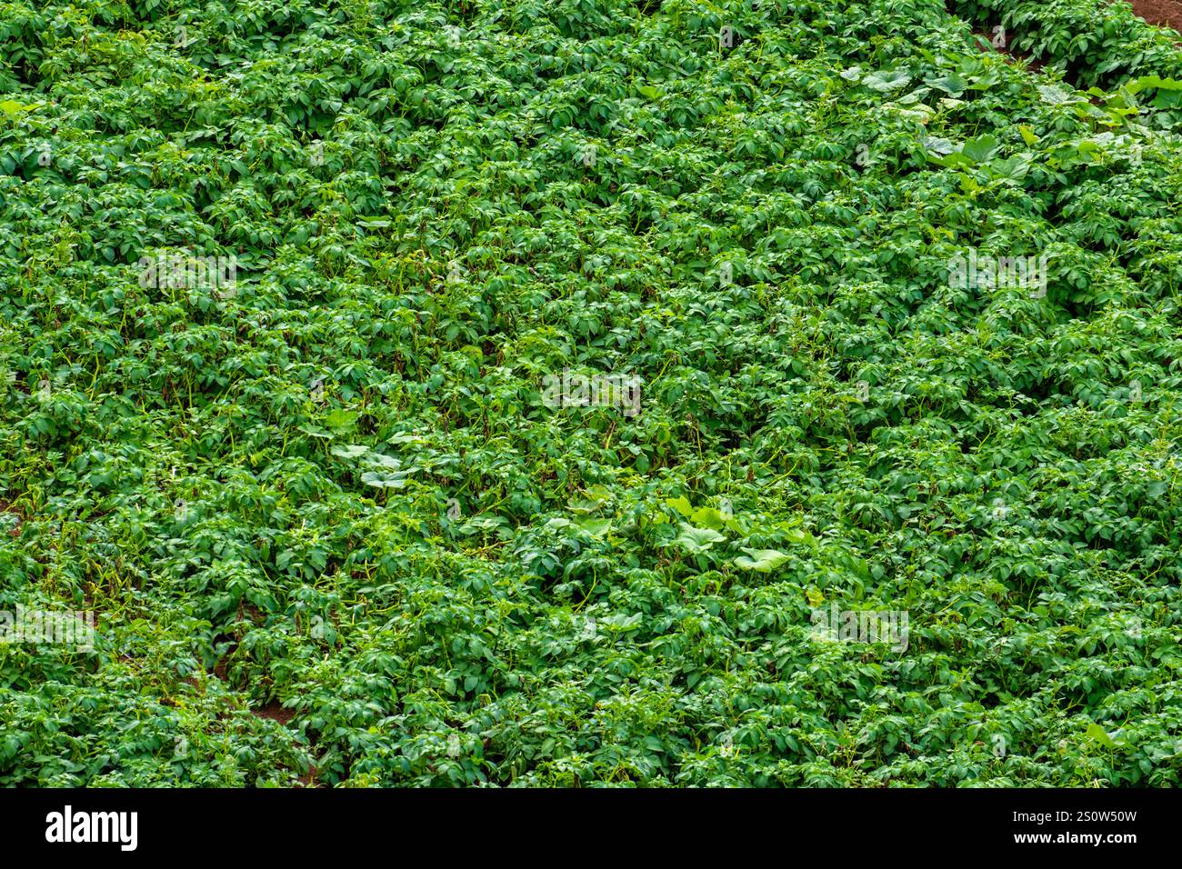 A lush green field with a few weeds. The grass is tall and green, and ...