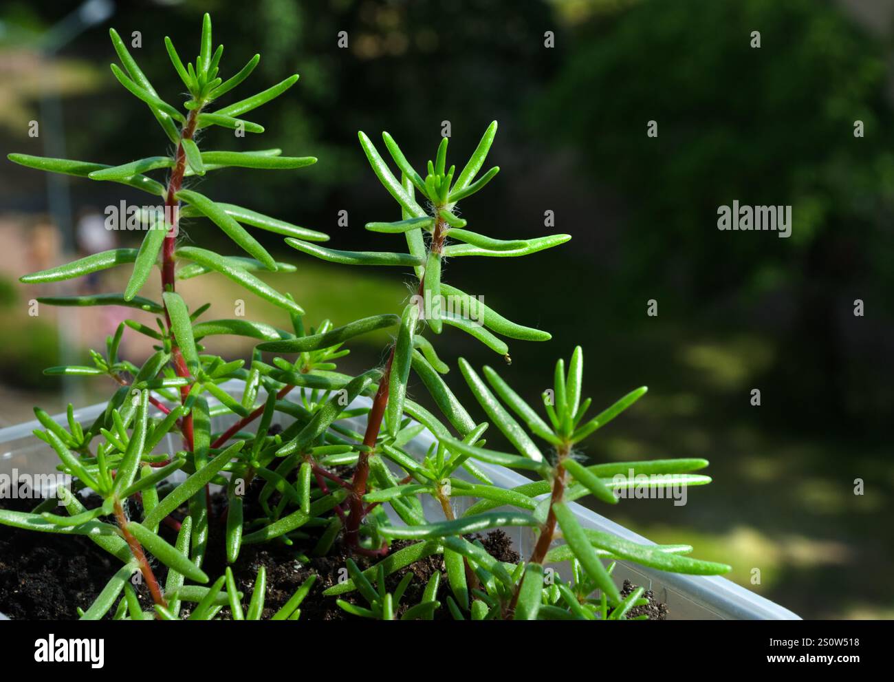 Young sprouts of Purslane on the balcony, stems of a plant with leaves ...