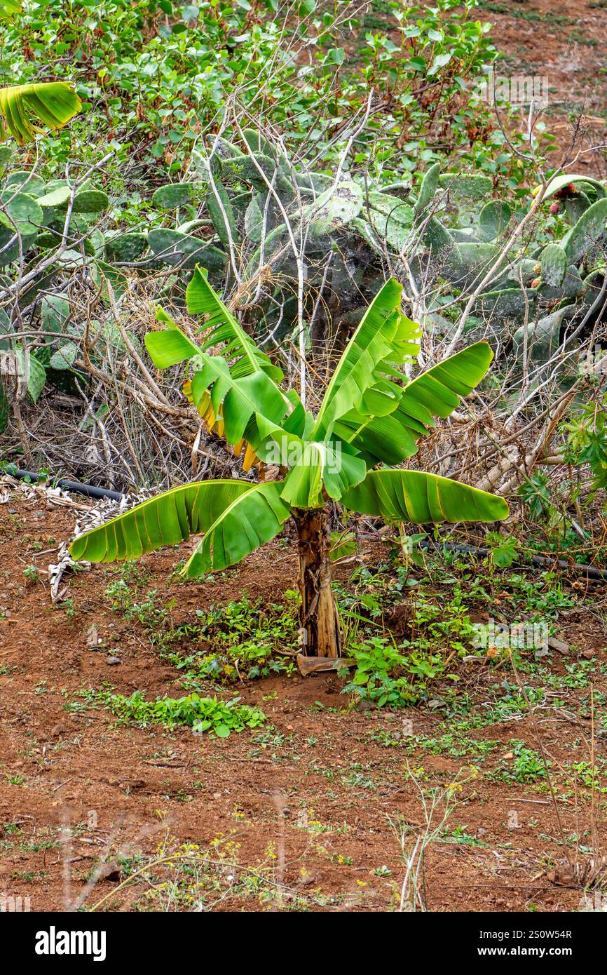 A small banana tree is growing in a field. The tree is surrounded by ...