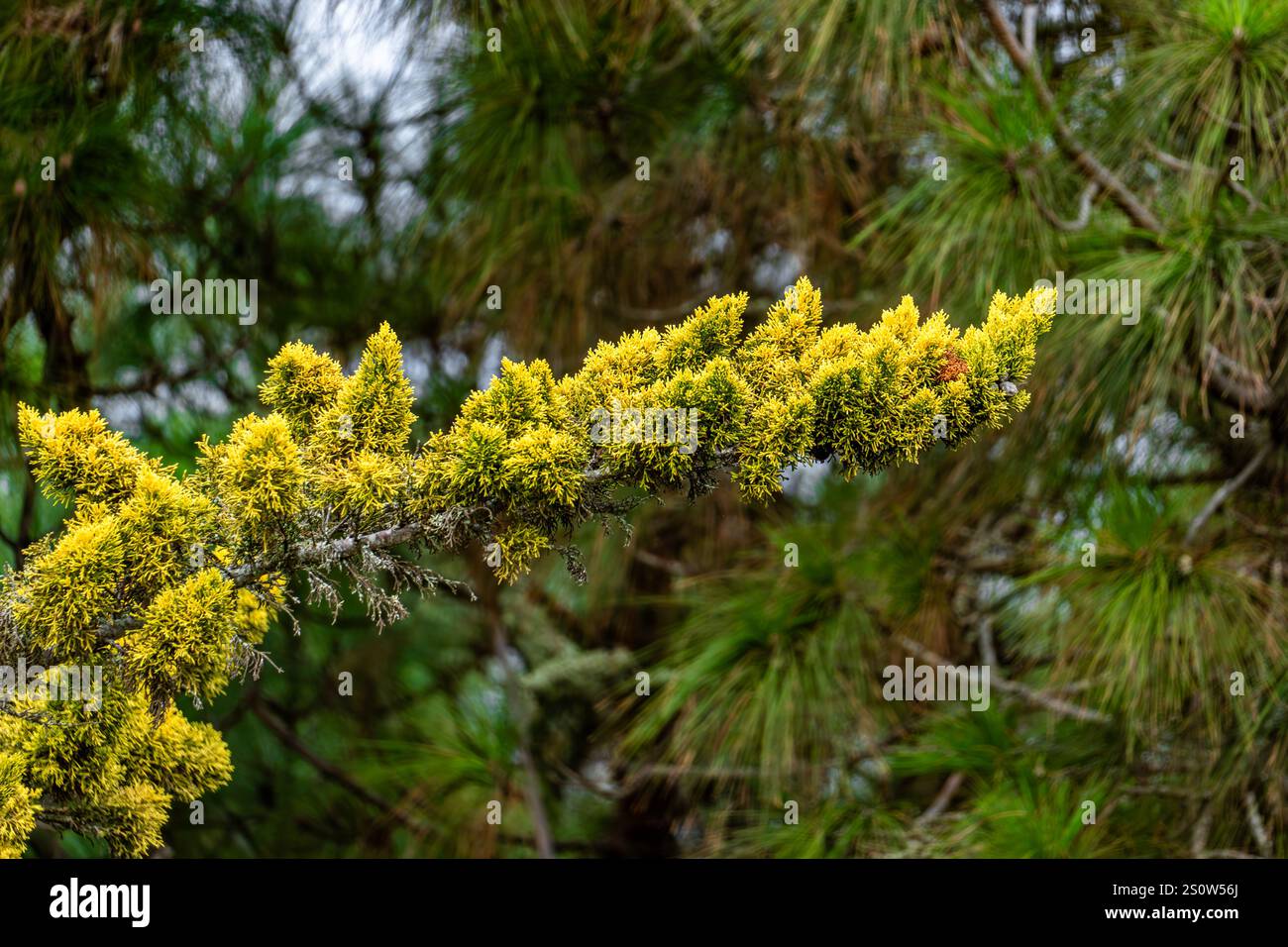A tree branch with yellow leaves is shown in a forest. The leaves are ...