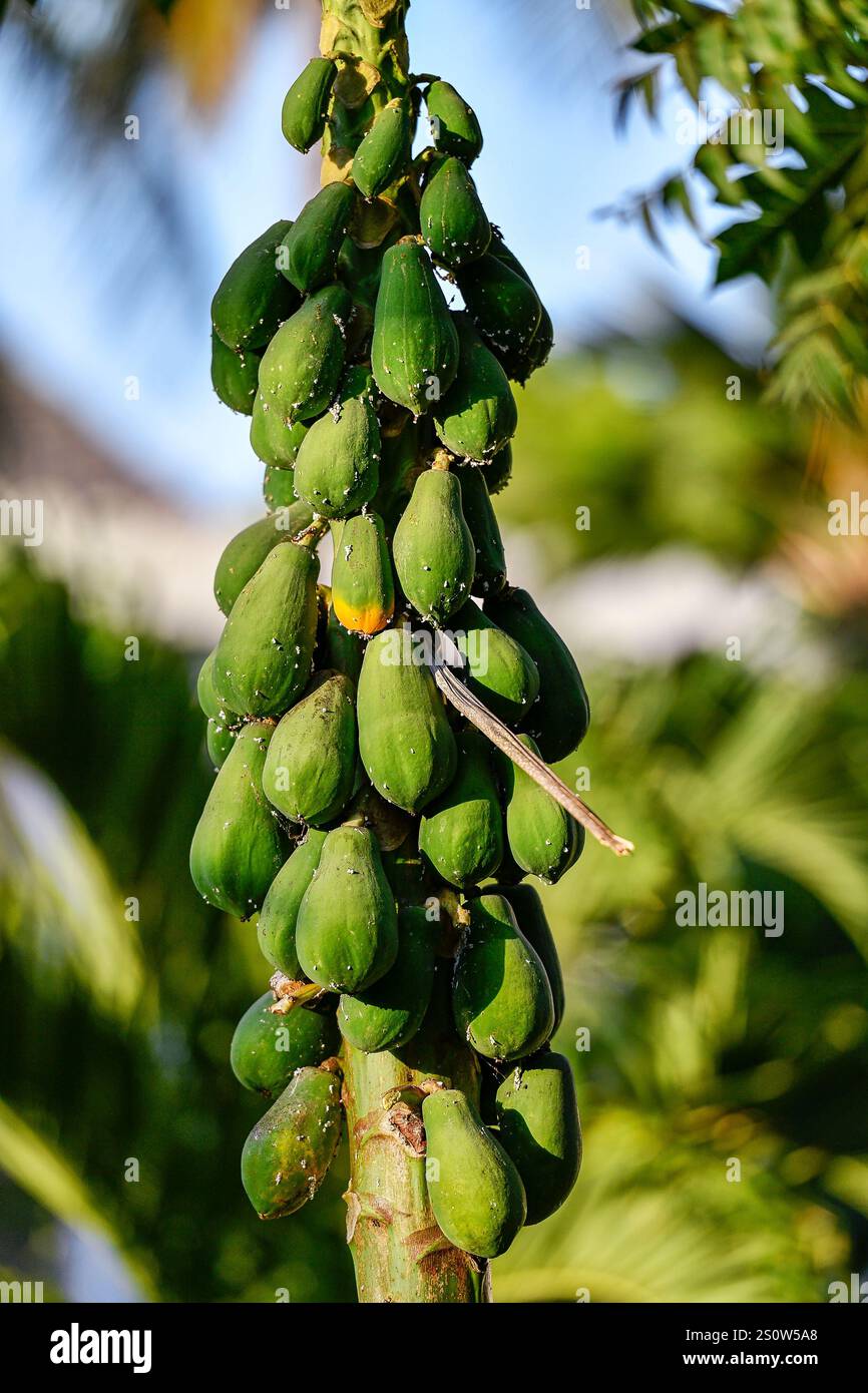 Mango fruits on tree in Africa Stock Photo - Alamy