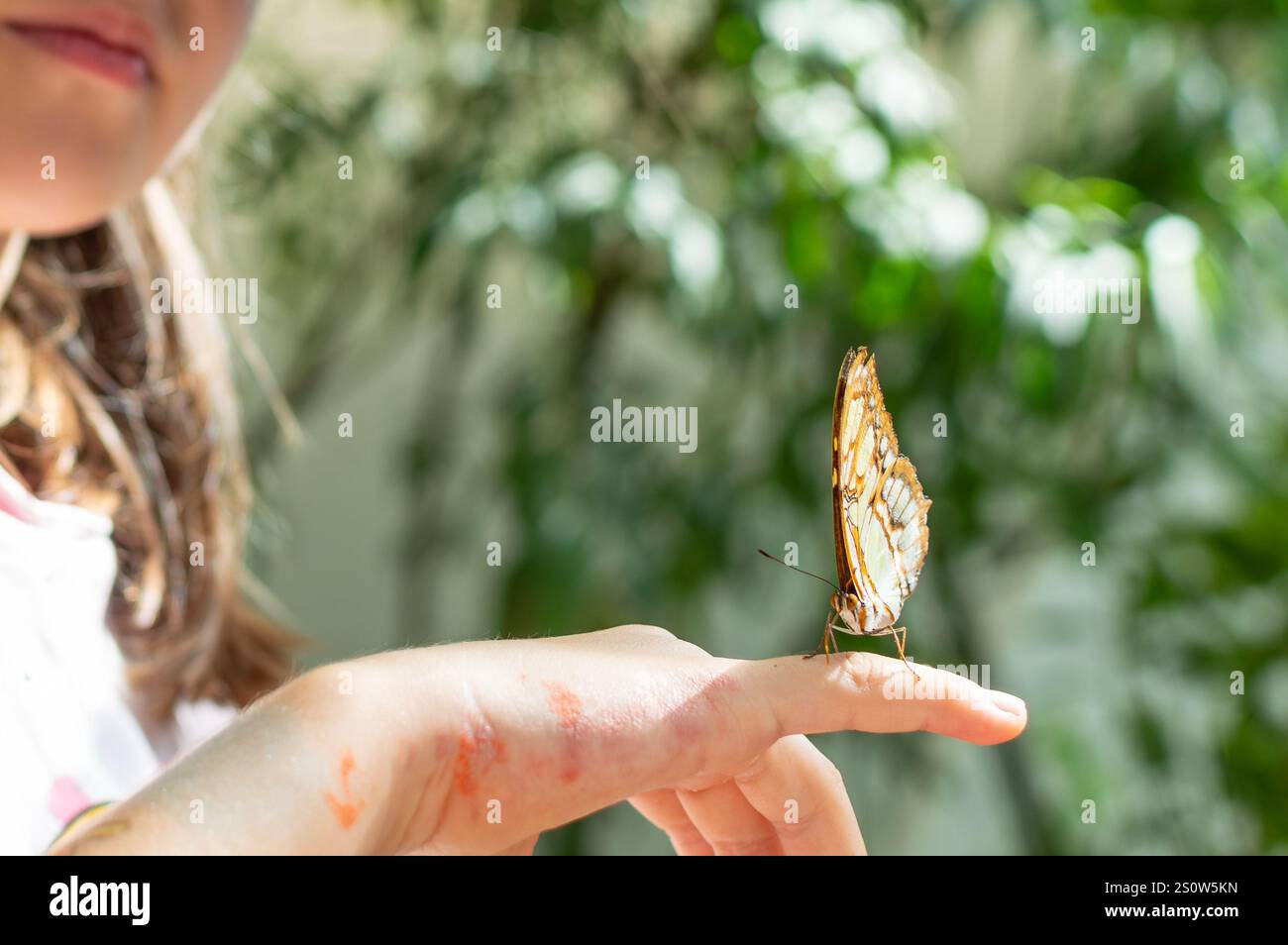 Butterfly Resting Gently on Child's Finger in Nature with soft sunlight ...