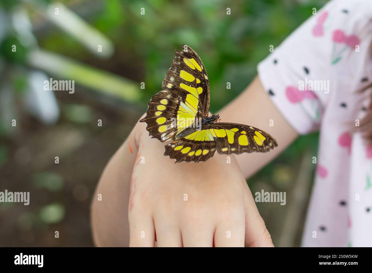 Teen girl butterfly in hand hi-res stock photography and images - Alamy
