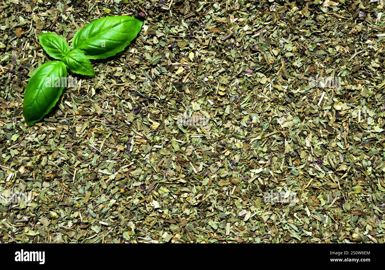 Dried basil. Purple and green basil as background. Spicy seasoning for ...