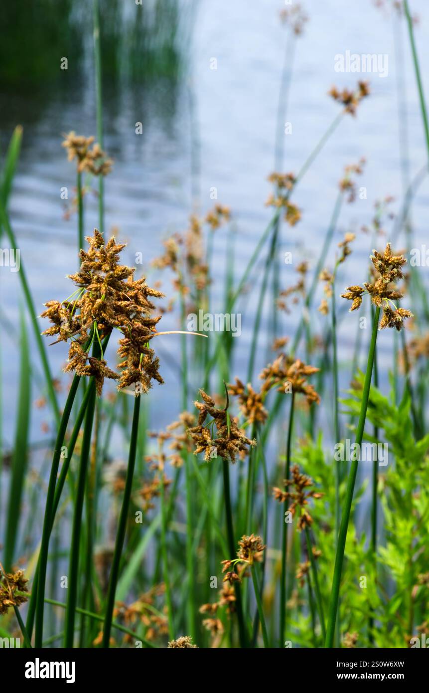Flowering lake reed, Scirpus lacustris, on the river bank ...
