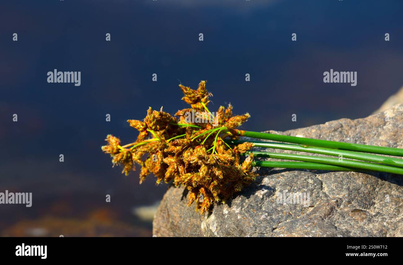 Bouquet of blooming Lake Reeds (Scirpus lacustris) on the banks of the ...