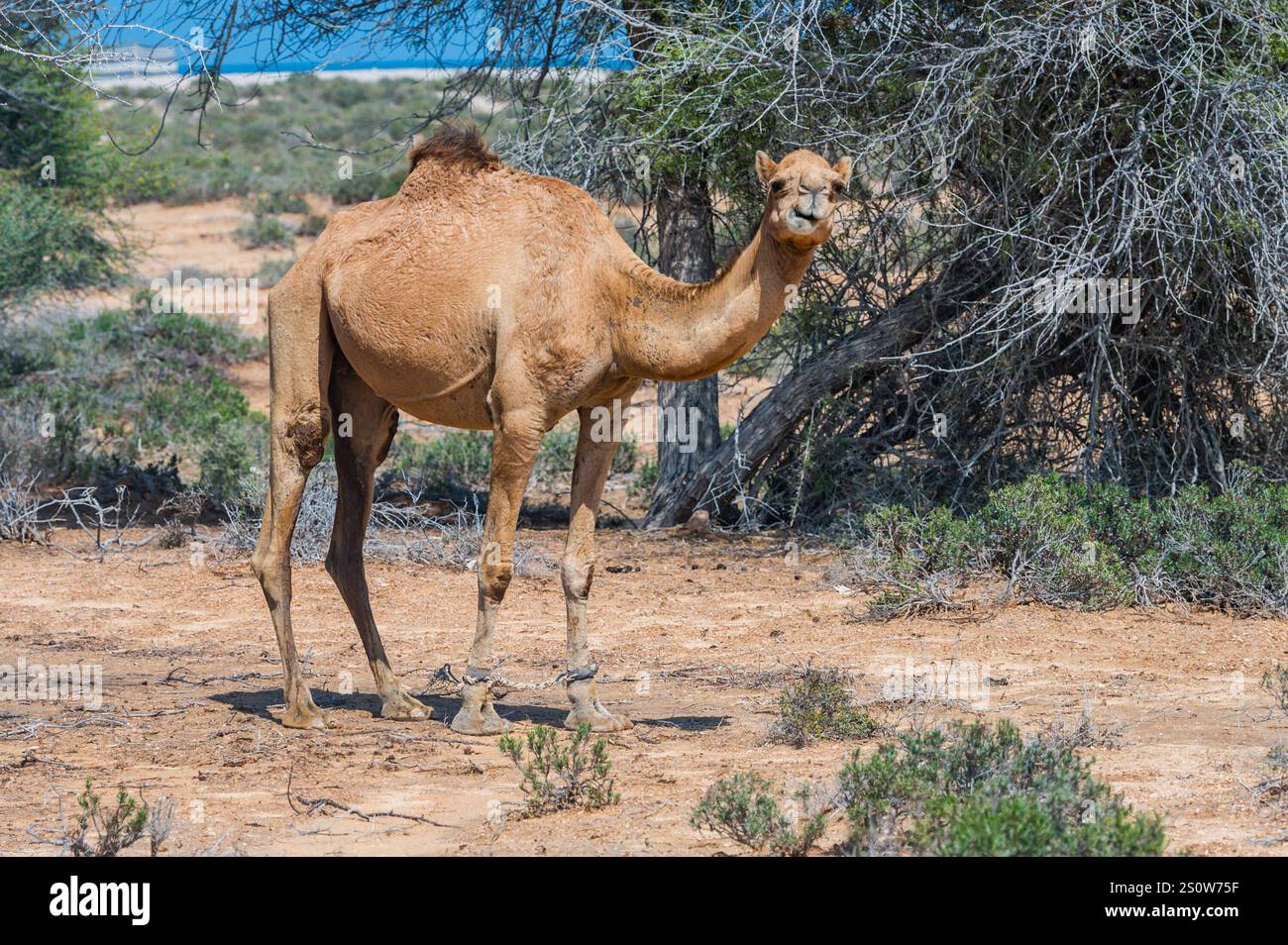 Kamel *** Camel Stock Photo - Alamy