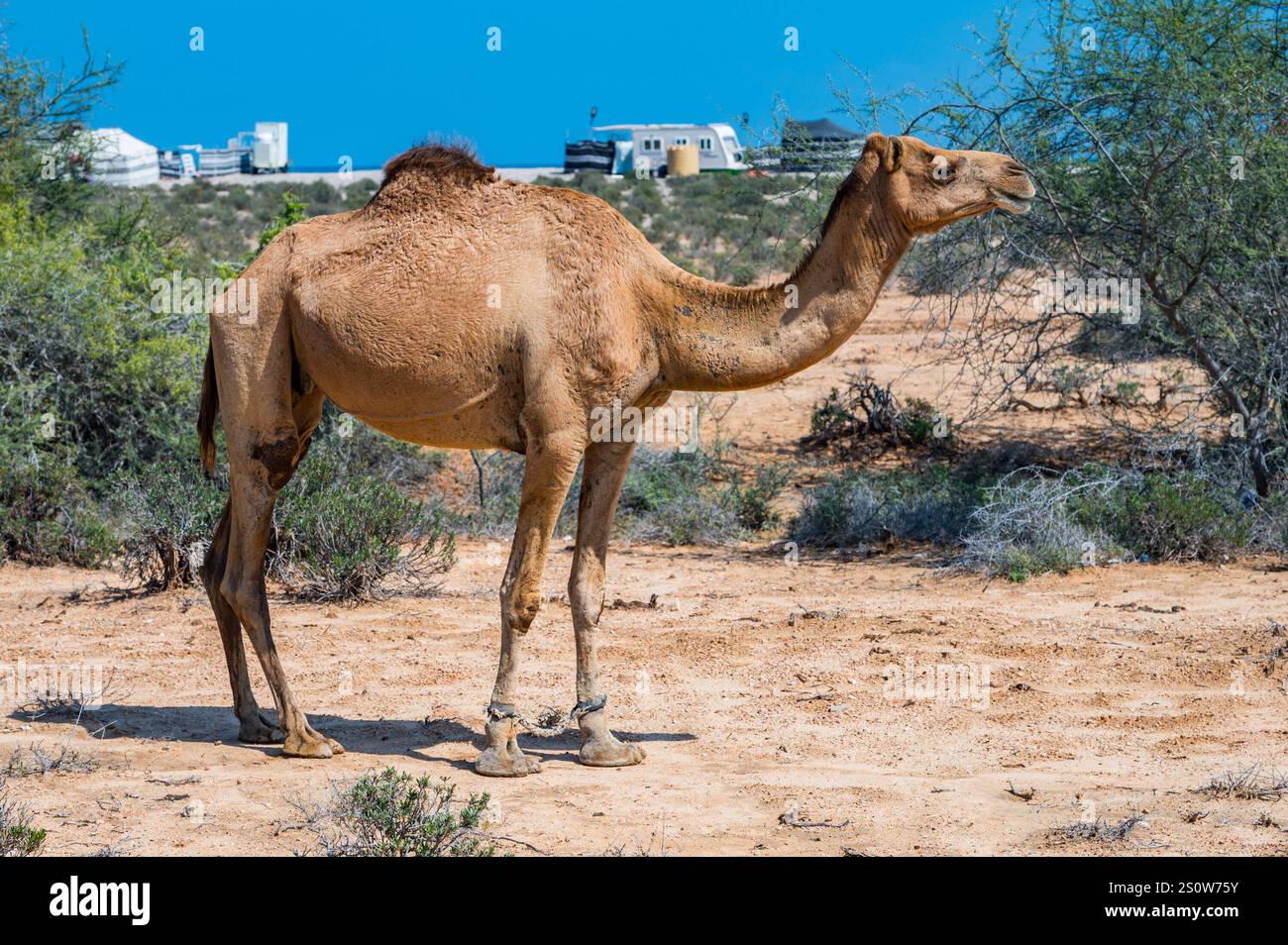 Kamel *** Camel Stock Photo - Alamy