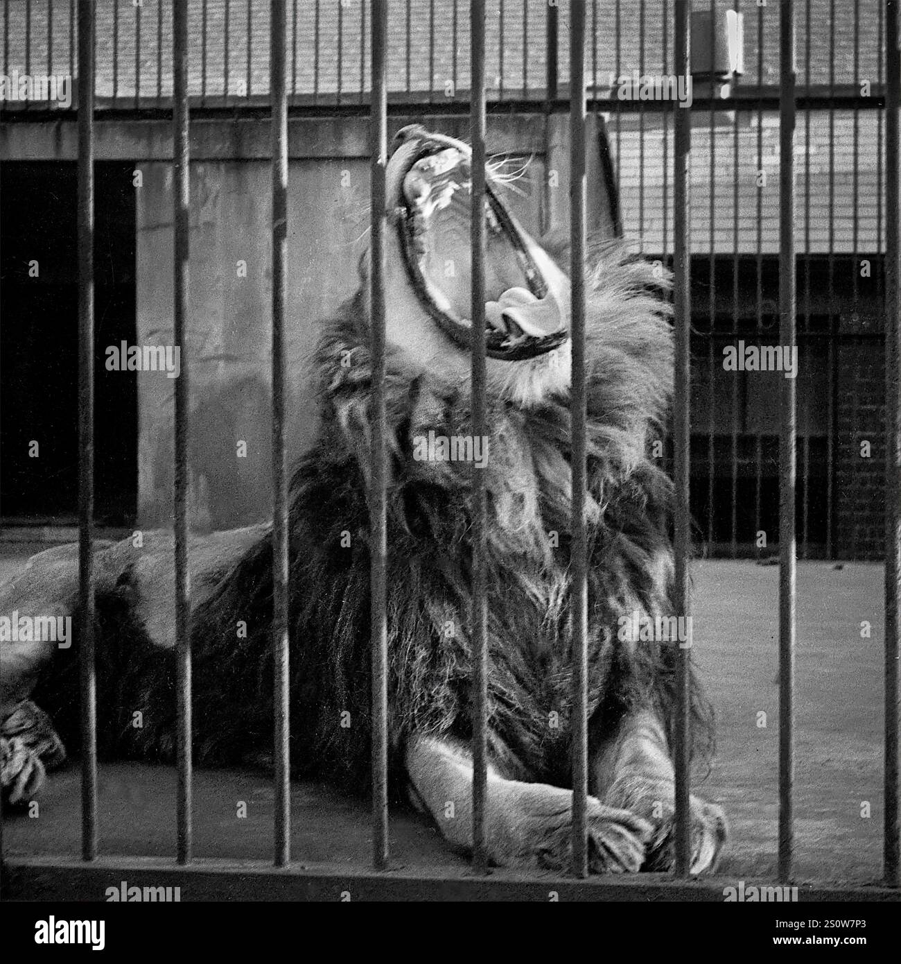 A bored lion yawns in its barren cage at London Zoo, circa 1950's Stock ...