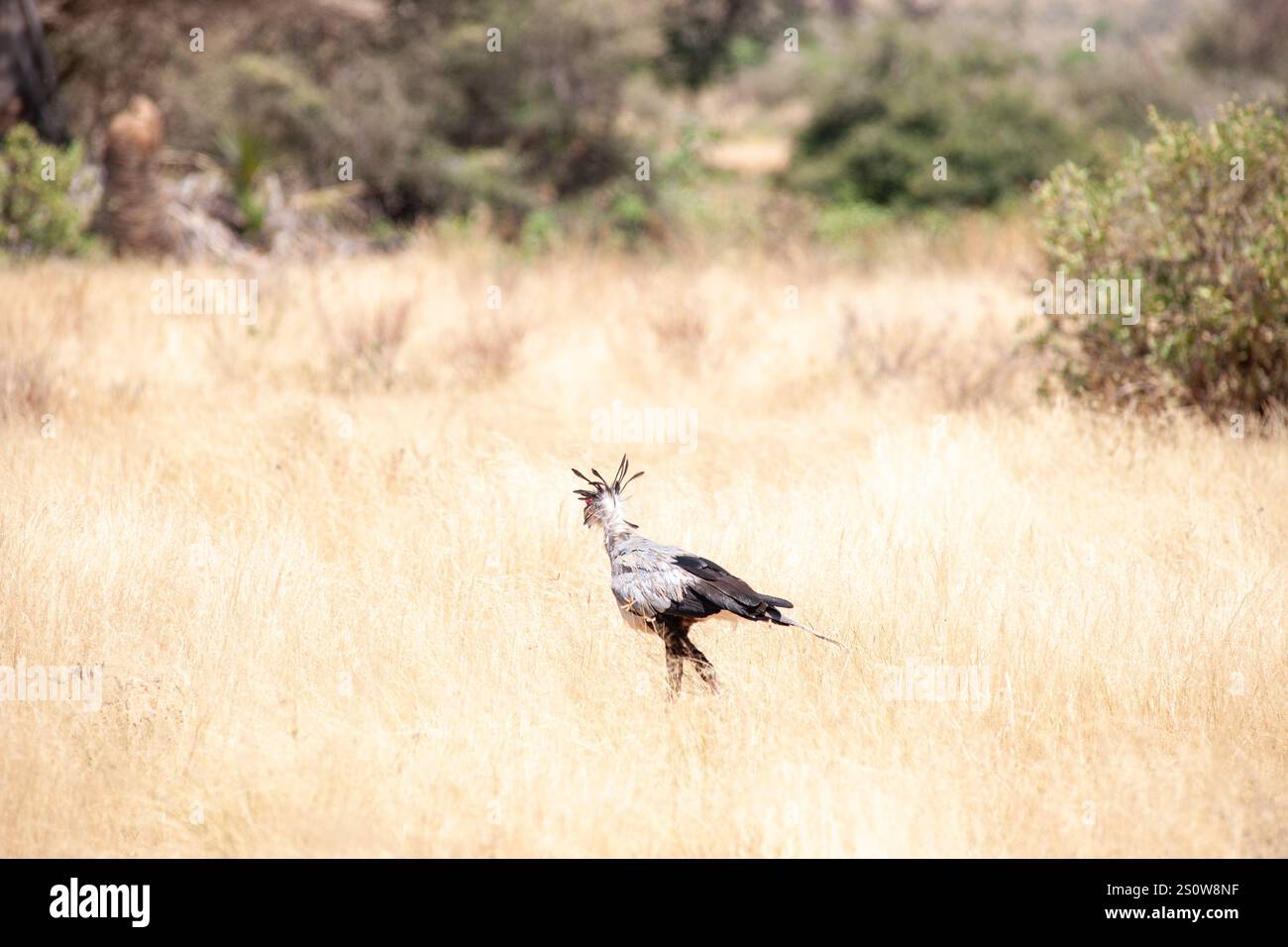 Secretary bird on tree in the Masai Mara Stock Photo - Alamy