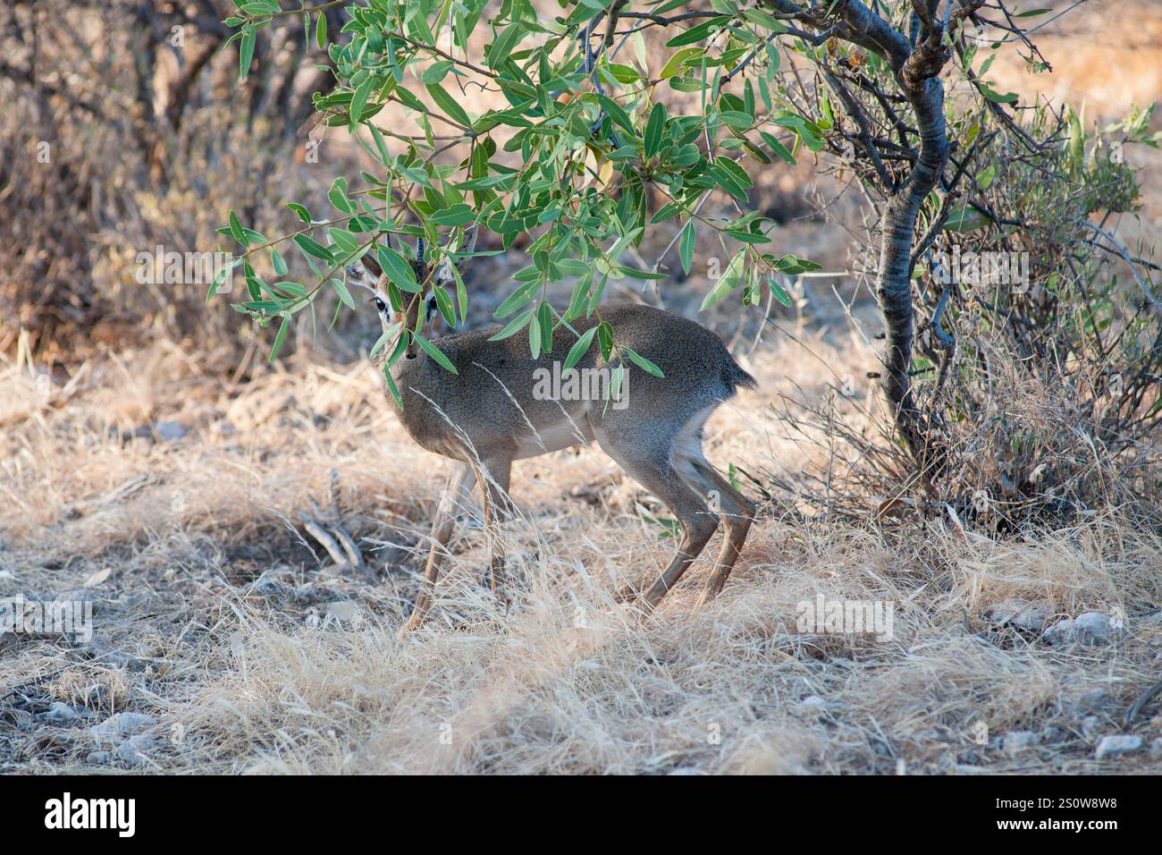 Dik Dik little Antelope in the savannah Stock Photo - Alamy