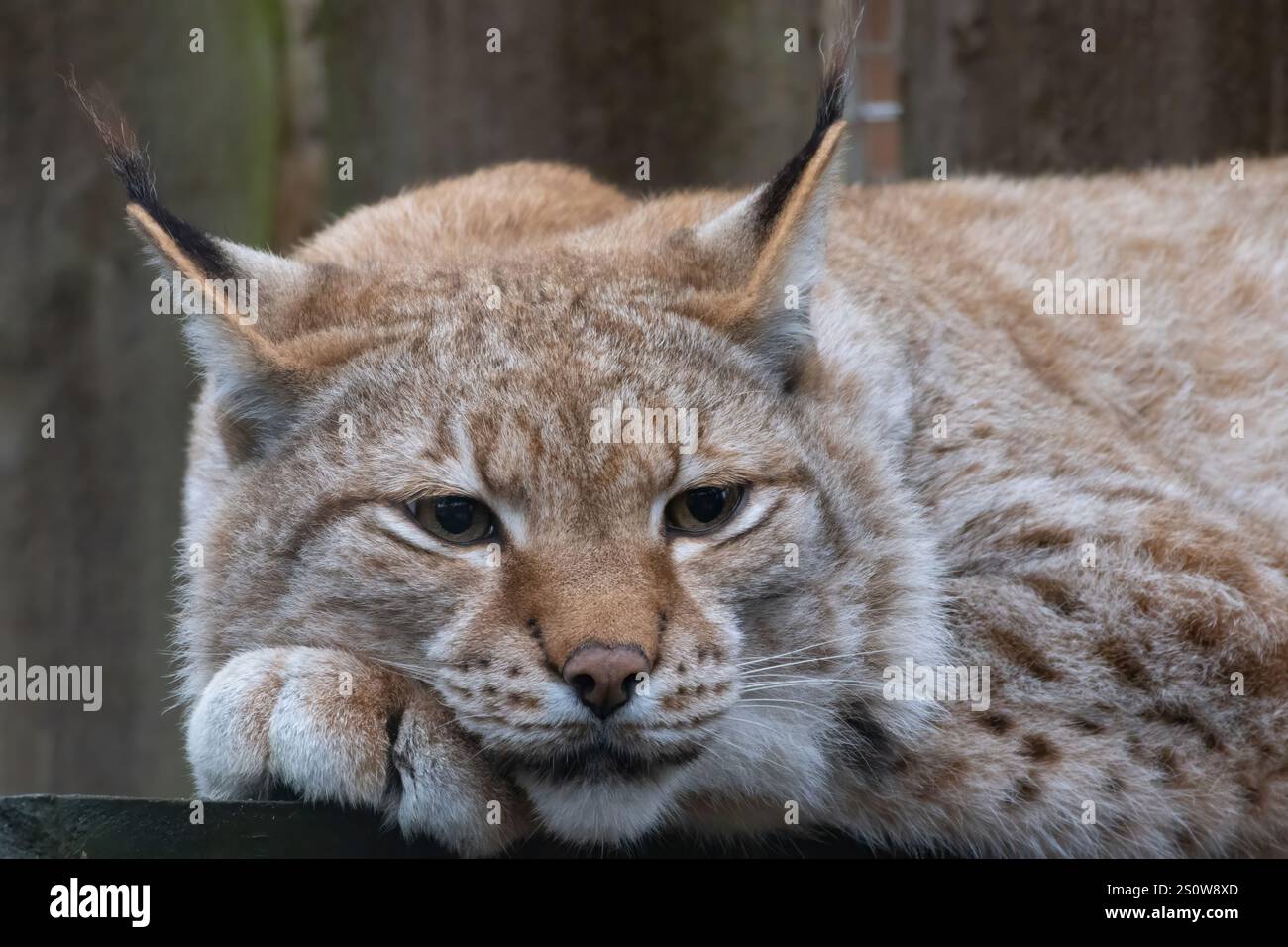 Wild cat lynx sad looking in captivity in zoo cage Stock Photo - Alamy