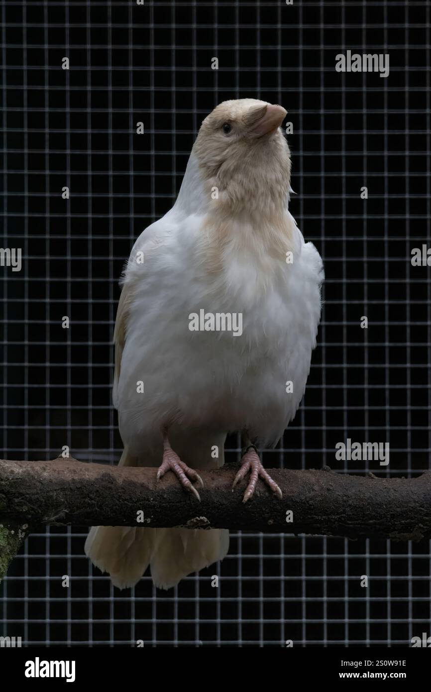 grey crow albino White crow symbol of individuality Stock Photo - Alamy