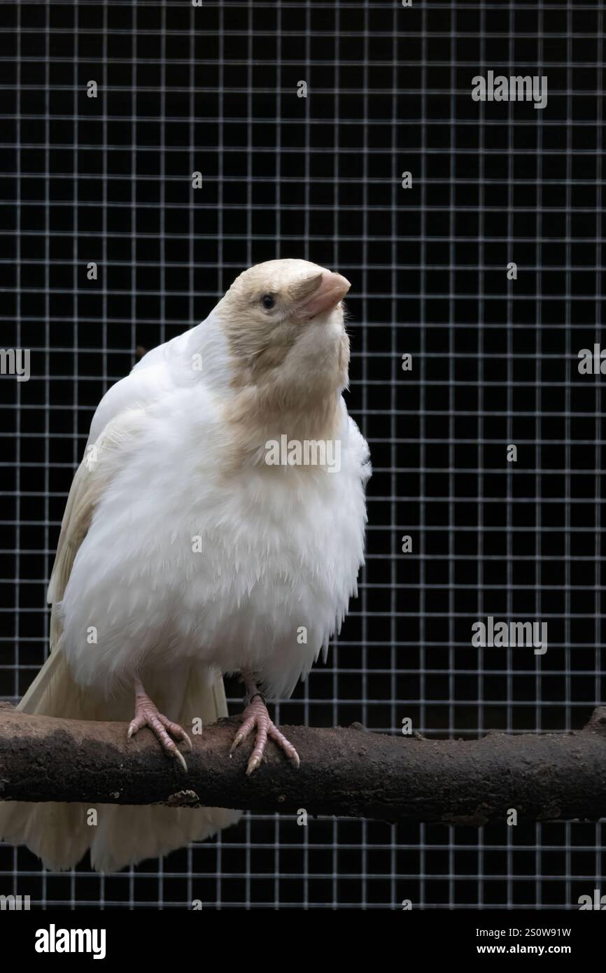 grey crow albino White crow symbol of individuality Stock Photo - Alamy
