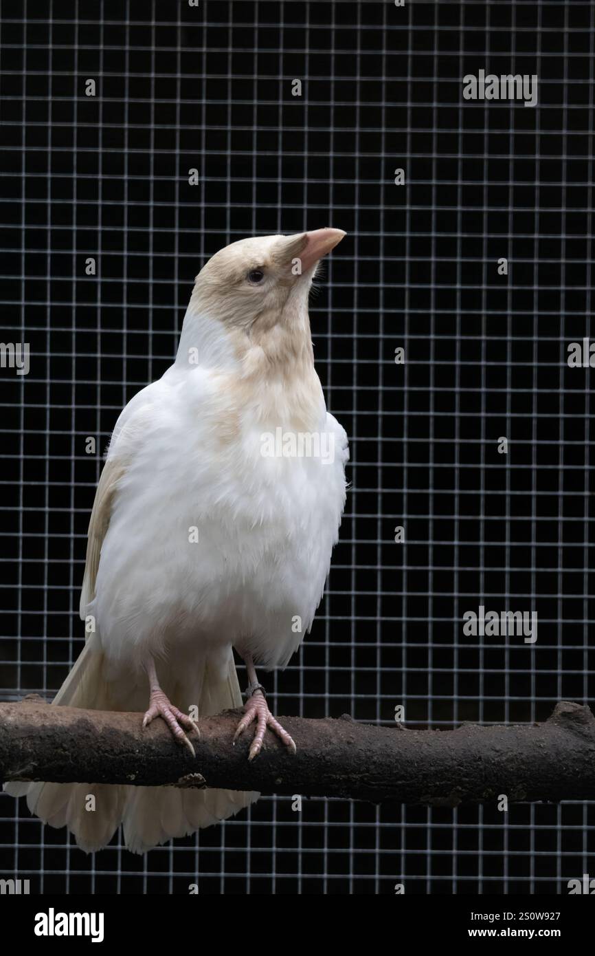 Grey crow albino sitting in cage Stock Photo - Alamy