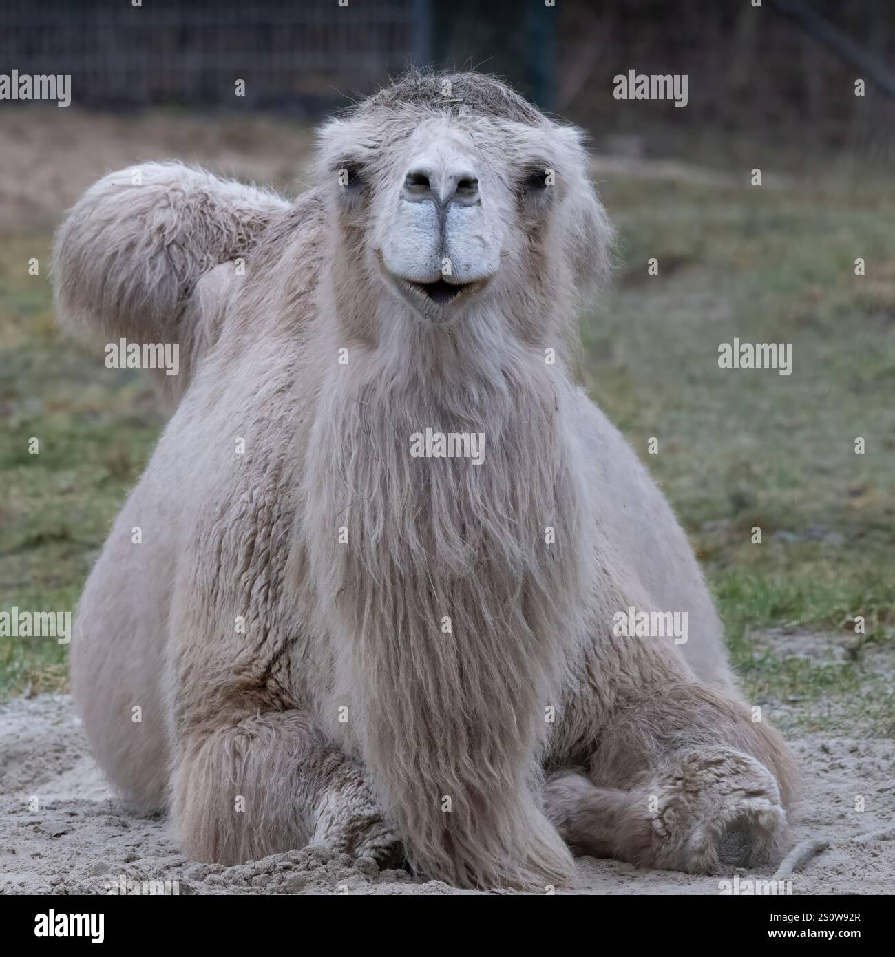 rare white camel in a paddock in clear weather. Peaceful camel. Animals ...