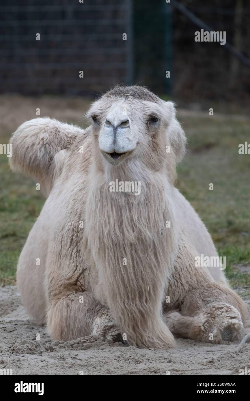 rare white camel in a paddock in clear weather. Peaceful camel. Animals ...