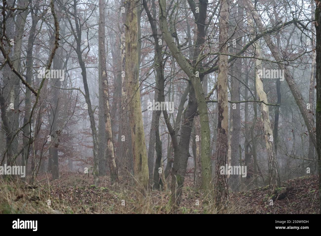 numerous Trees are infested by the Bark beetle Stock Photo - Alamy