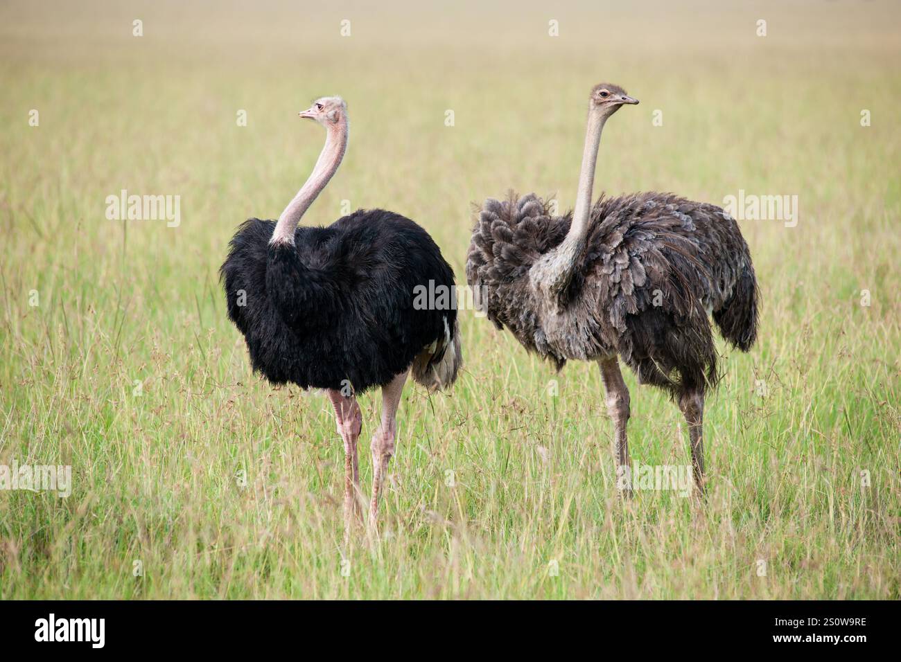 Ostrich in the savannah of Africa Stock Photo - Alamy