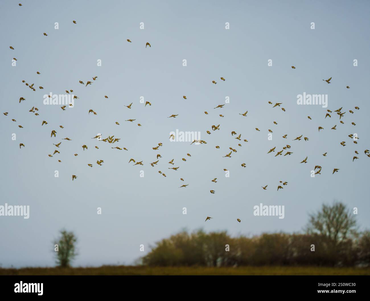 Goldfinch in flight hi-res stock photography and images - Alamy