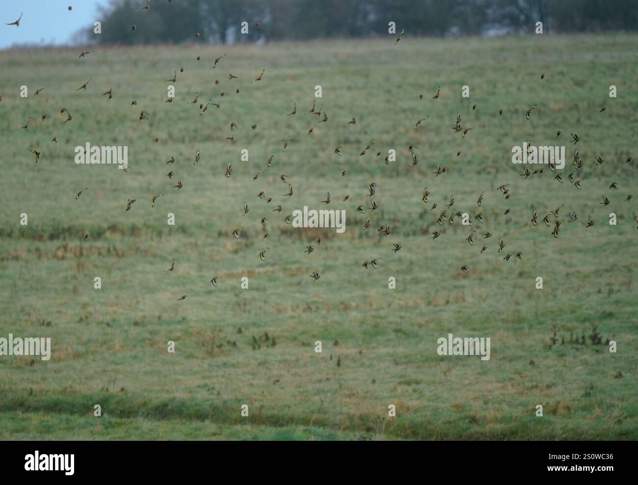 Goldfinch in flight hi-res stock photography and images - Alamy