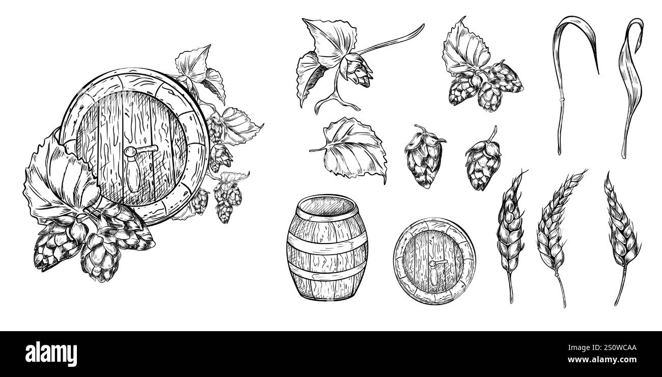 Set of beer ingredients: hops plant and wheat ear black white vector ...