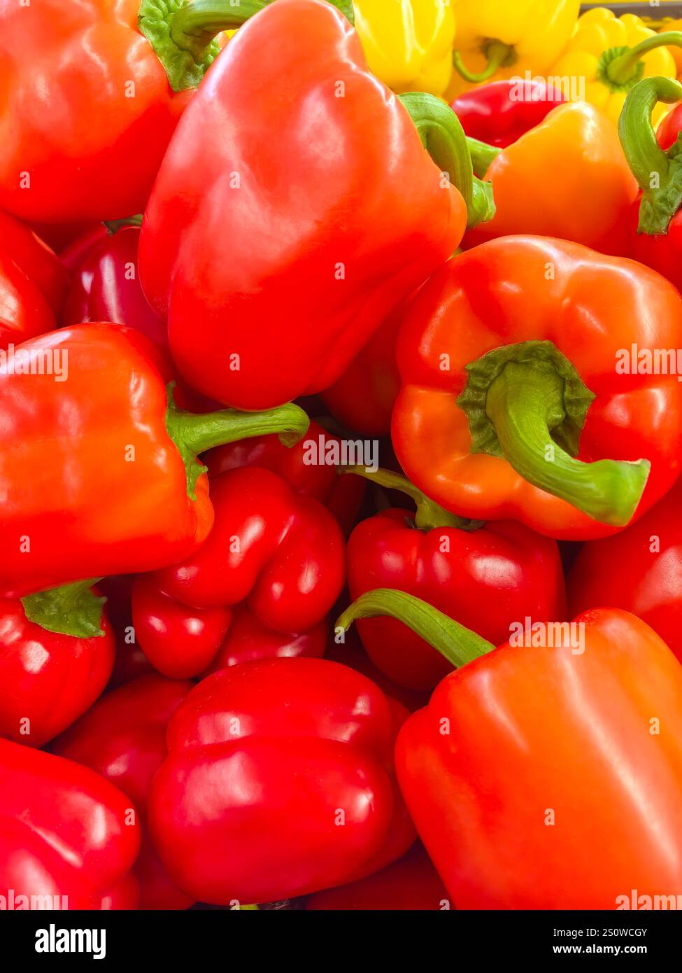 A colorful assortment of fresh red and yellow bell peppers fills the ...