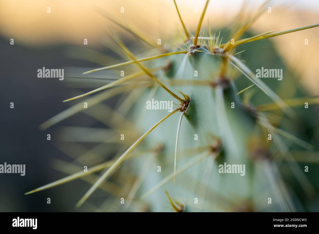 Bright Yellow Spines and Glochids On Prickly Pear Cactus in Saguaro ...