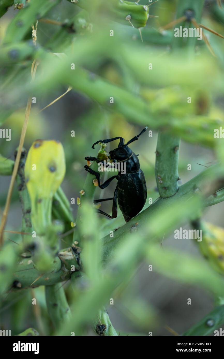 Cactus Longhorn Beetle Climbs In Pencil Cactus Plant in Saguaro ...