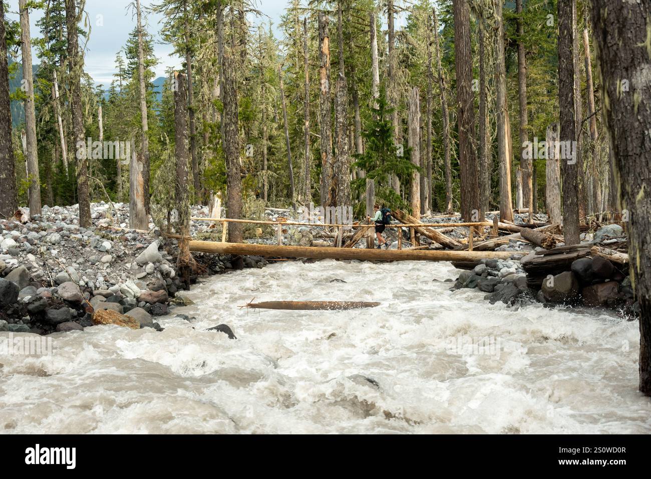 Backpacker Crosses The Carbon River On Newly Installed Log Bridge over ...