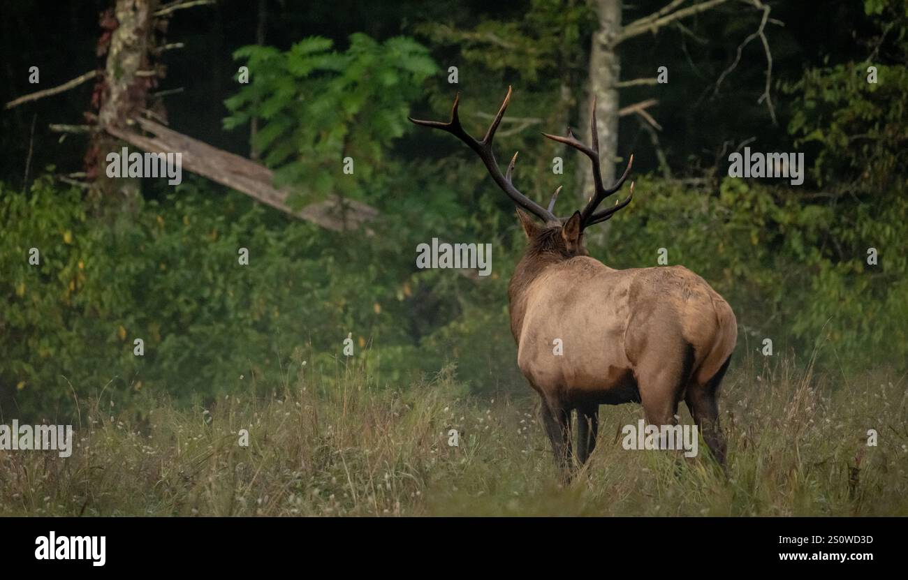 Bull Elk with Large Dark Rack Looks Toward Foggy Forest in the Smokies ...