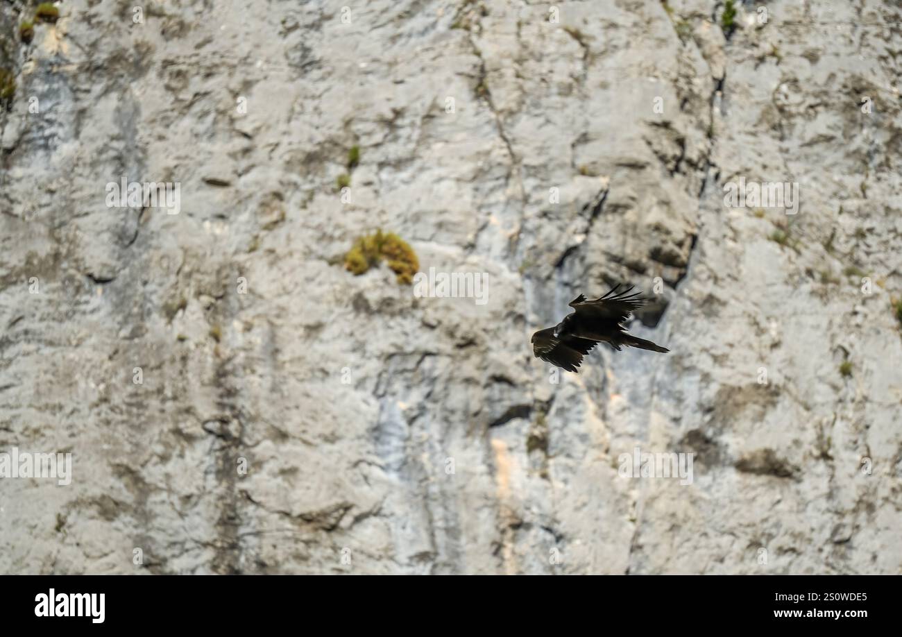 a lammergeier bearded vulture (ossifrage, gypaetus barbatus) in flight ...