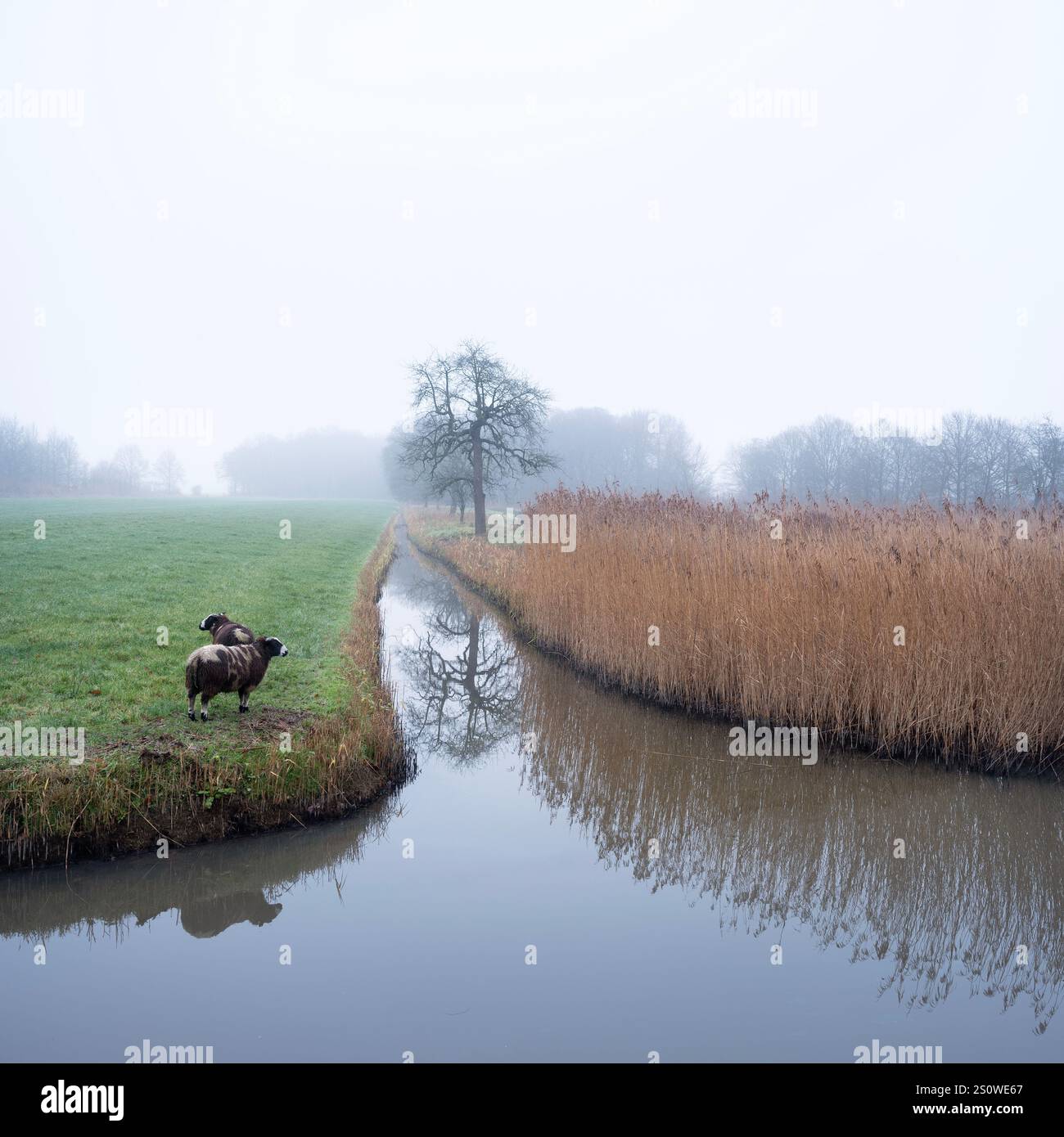 two sheep stand at canal in typical dutch meadow with canal and reeds ...